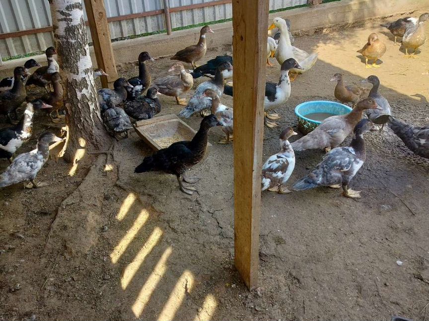 Индоутята и молодые уточки