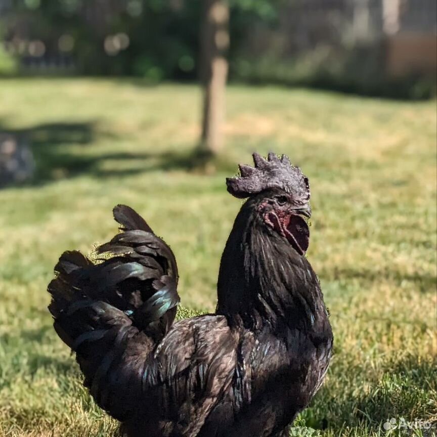 Петух ухейилюй