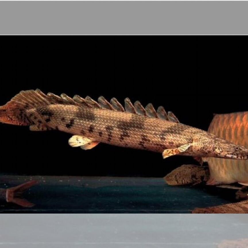 Полиптерус эндлихера