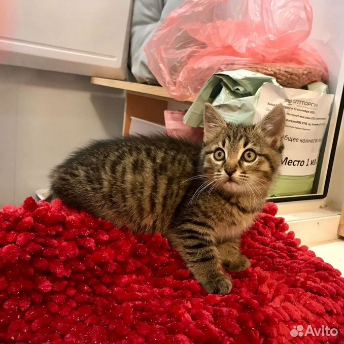 Кошечка в полоску