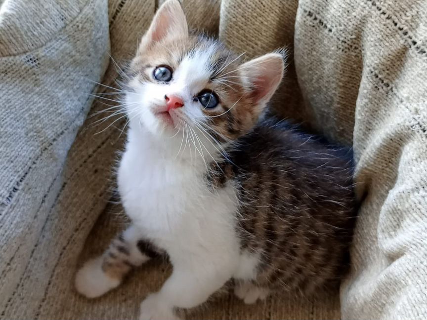 Милые котята отдаются в заботливые и добрые руки