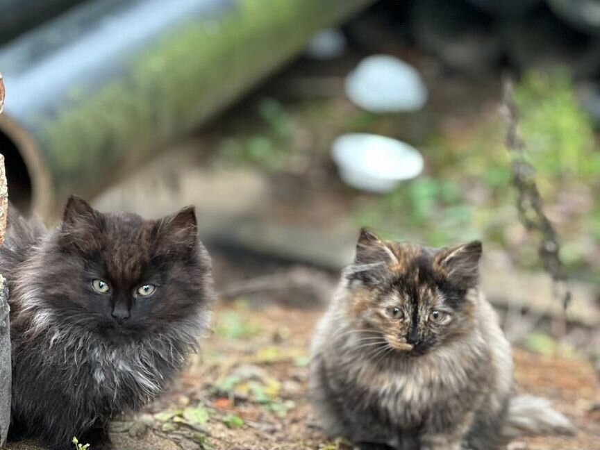 Кошки в добрые руки
