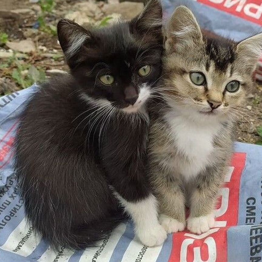 Отдам в добрые руки три котика и кошечку