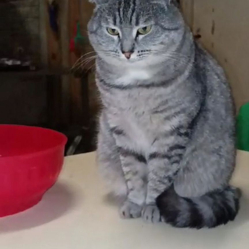 Шотландская