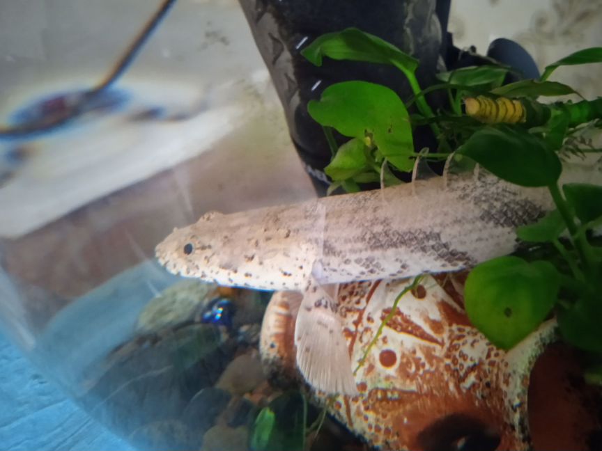 Полиптерус дельгези, попугай сапфировый