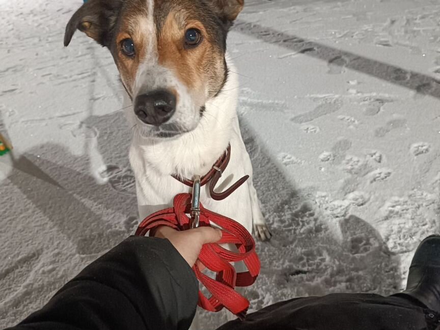 Отдам собаку в любящую семью