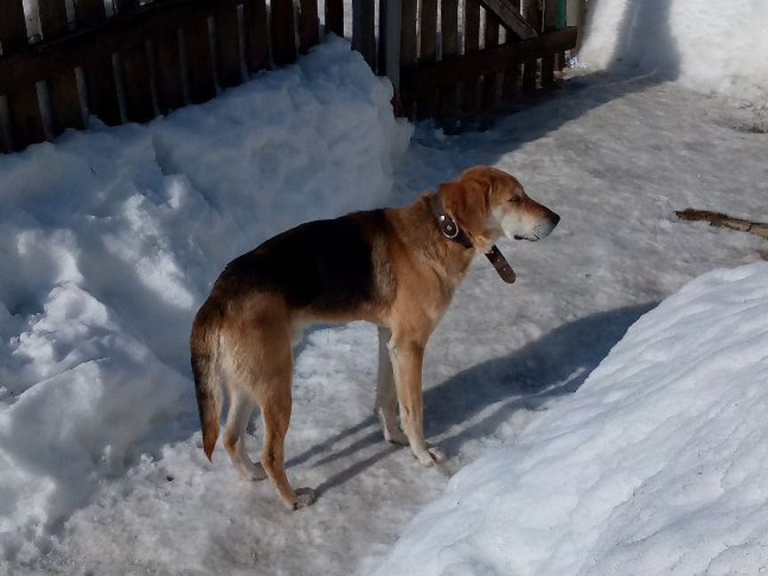 Найдена собака русская гончая
