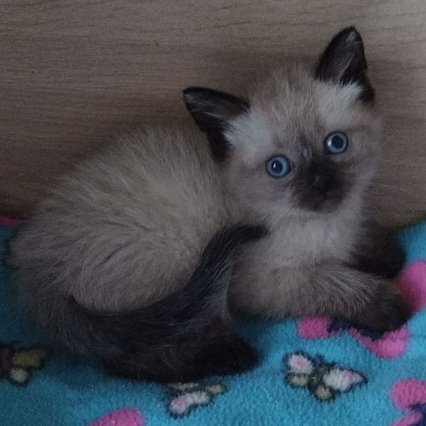 Тайские котята
