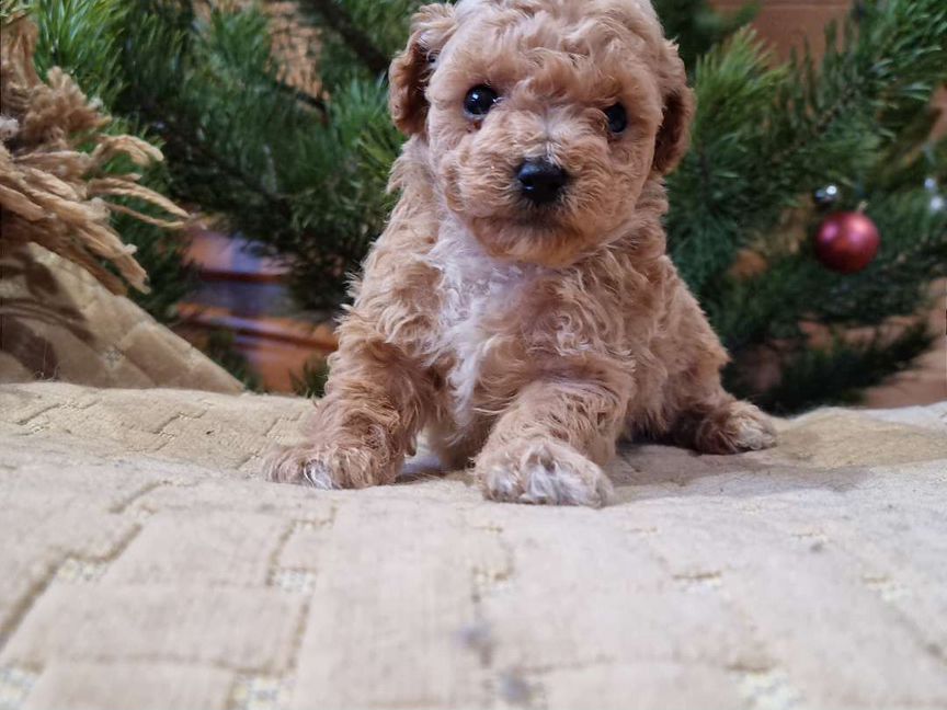 Тикап пудель мальтипу