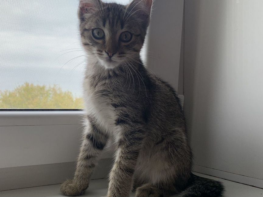 Котенок 2,5 месяца