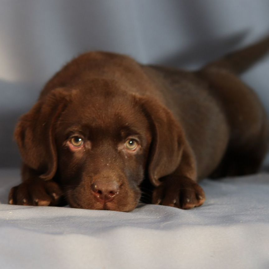 Лабрадор-ретривер, щенок