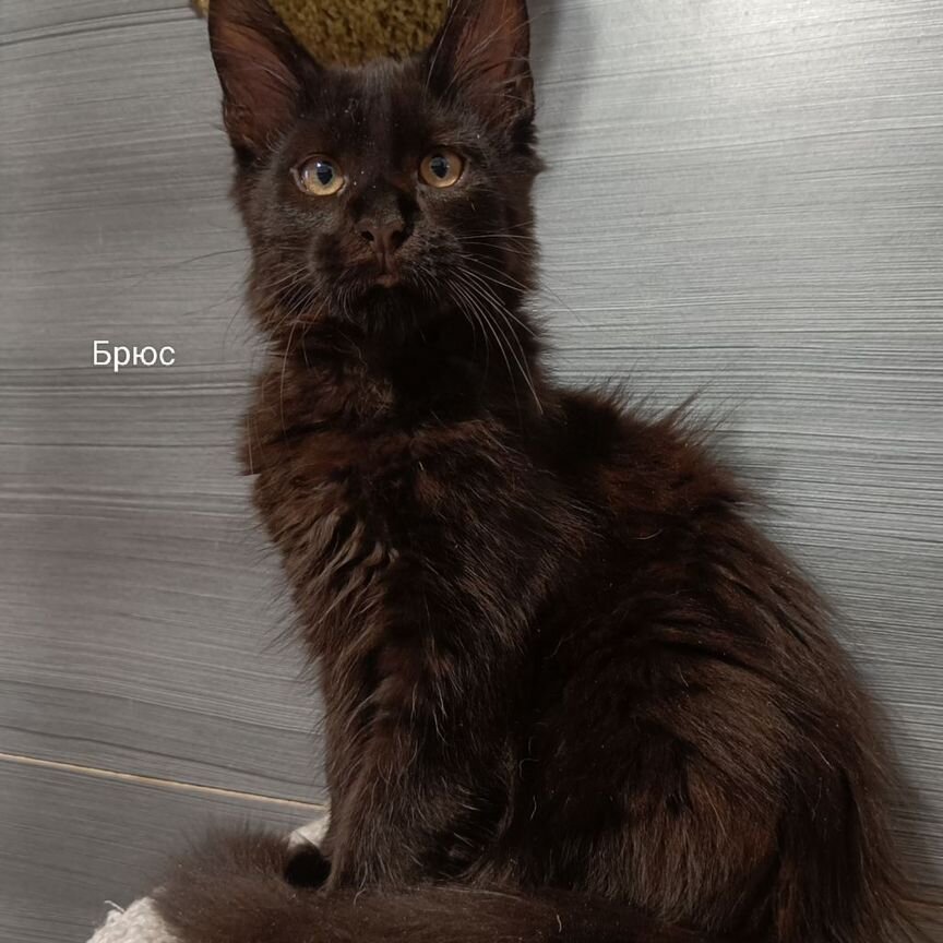 Мейн-кун котёнок