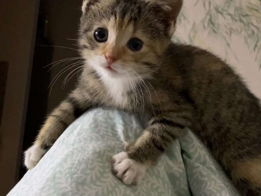 Котенок девочка Пуся 2-2,5 мес