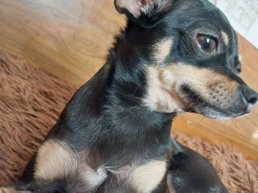 Русский той-терьер вязка