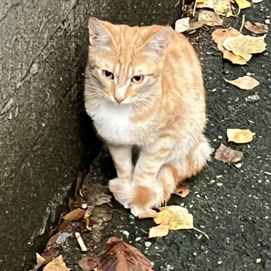 Рыжий котенок и два рыжих коиа ищут дом