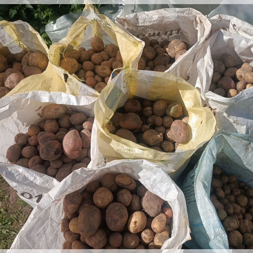 Продам мелкий картофель на корм скоту
