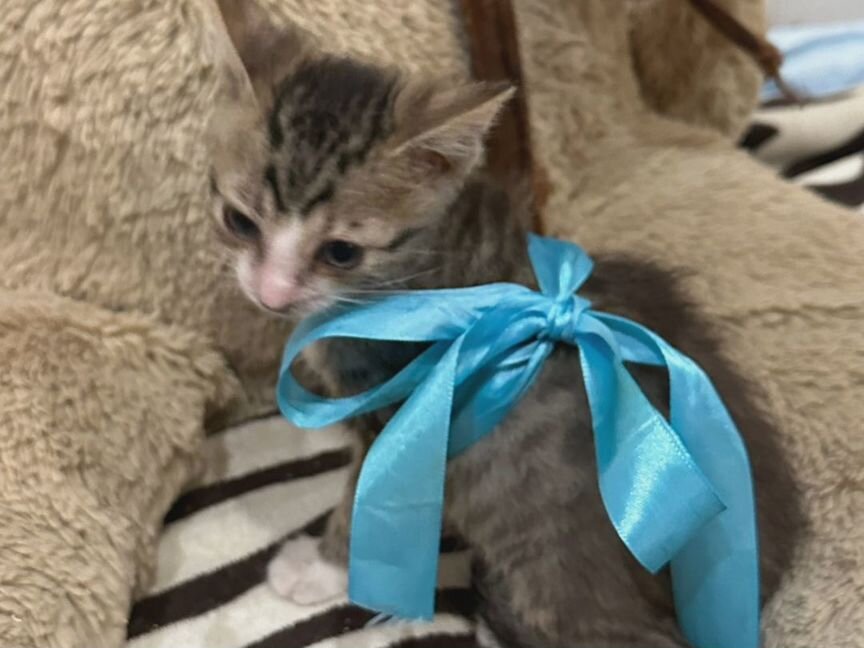 Котенок ищет дом