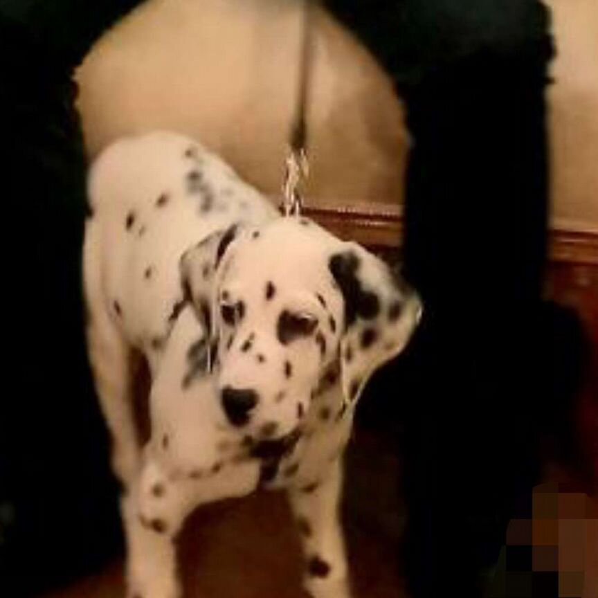 Случка собак