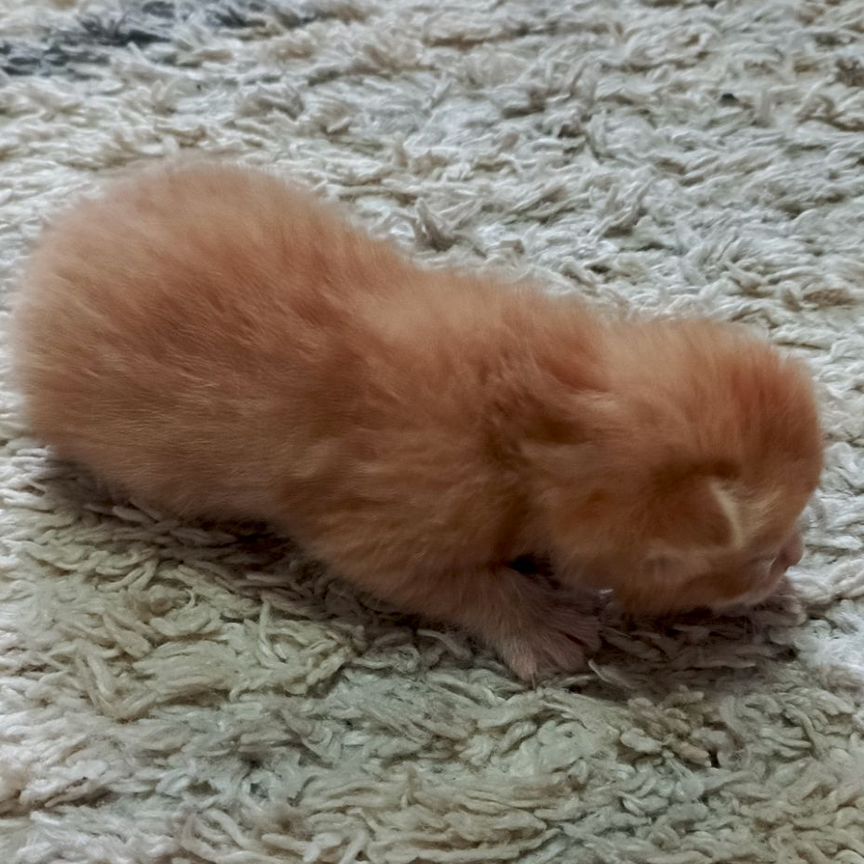 Шотландский вислоухий короткошёрстный котёнок