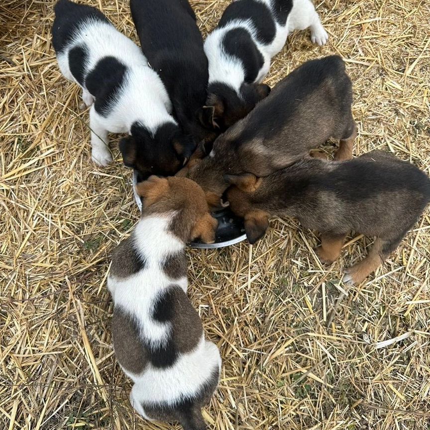 Щенок в добрые руки