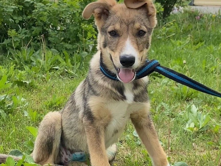 Милый щенок в поисках дома