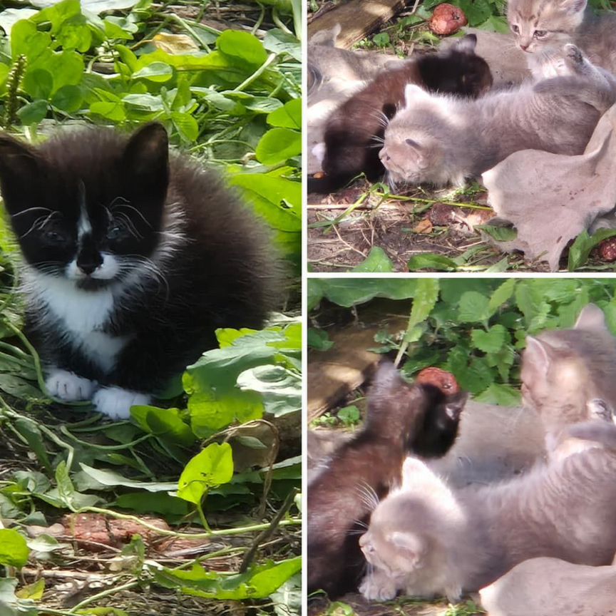 Котята в добрые руки
