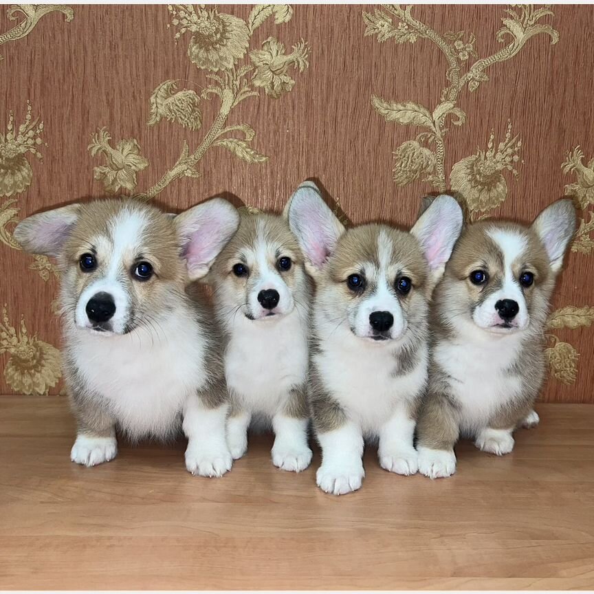 Красивые щенки Вельш-корги пемброк