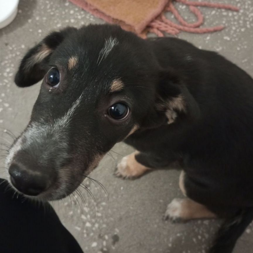 Щенок в добрые руки