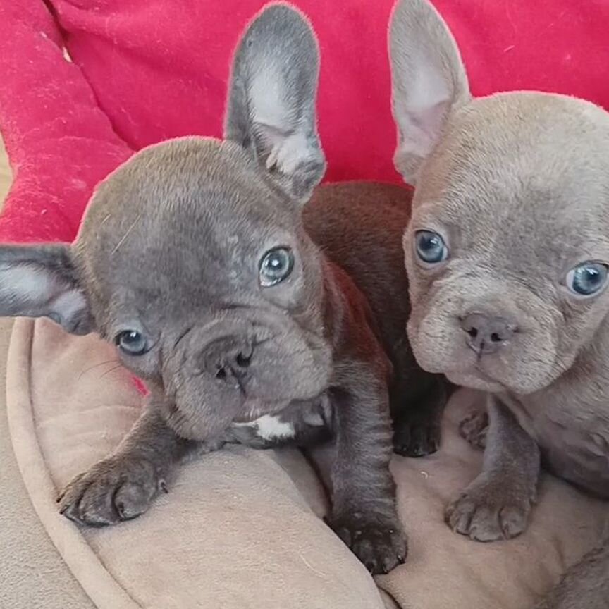 Лиловая девочка французский бульдог