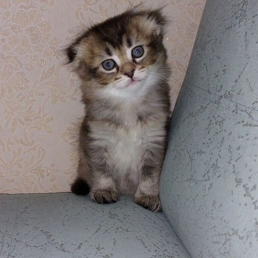 Котята