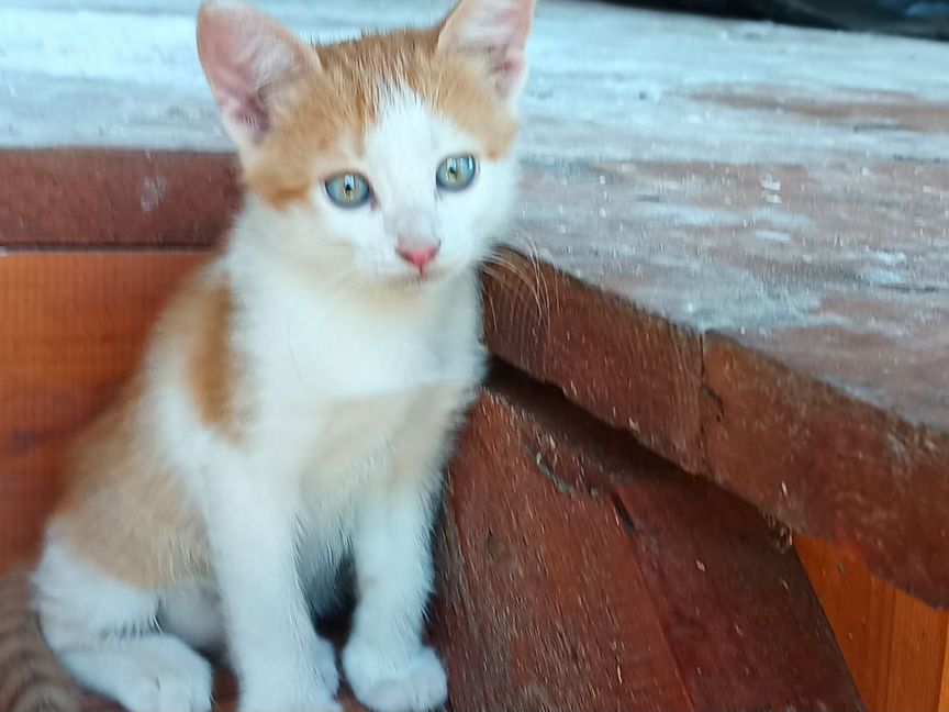 Котятки