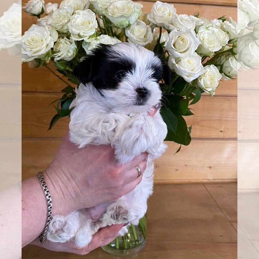 Бивер-йоркширский терьер, щенок