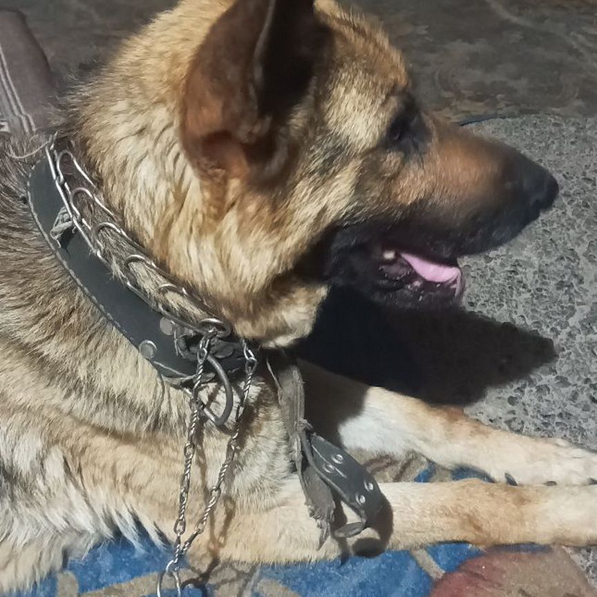 Немецкая овчарка