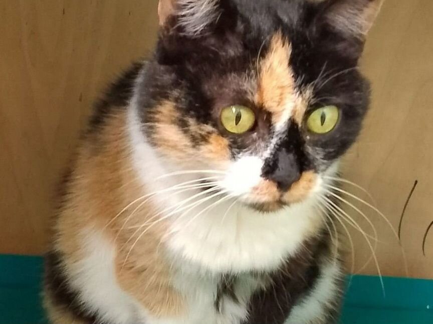 Кошечка осиротела