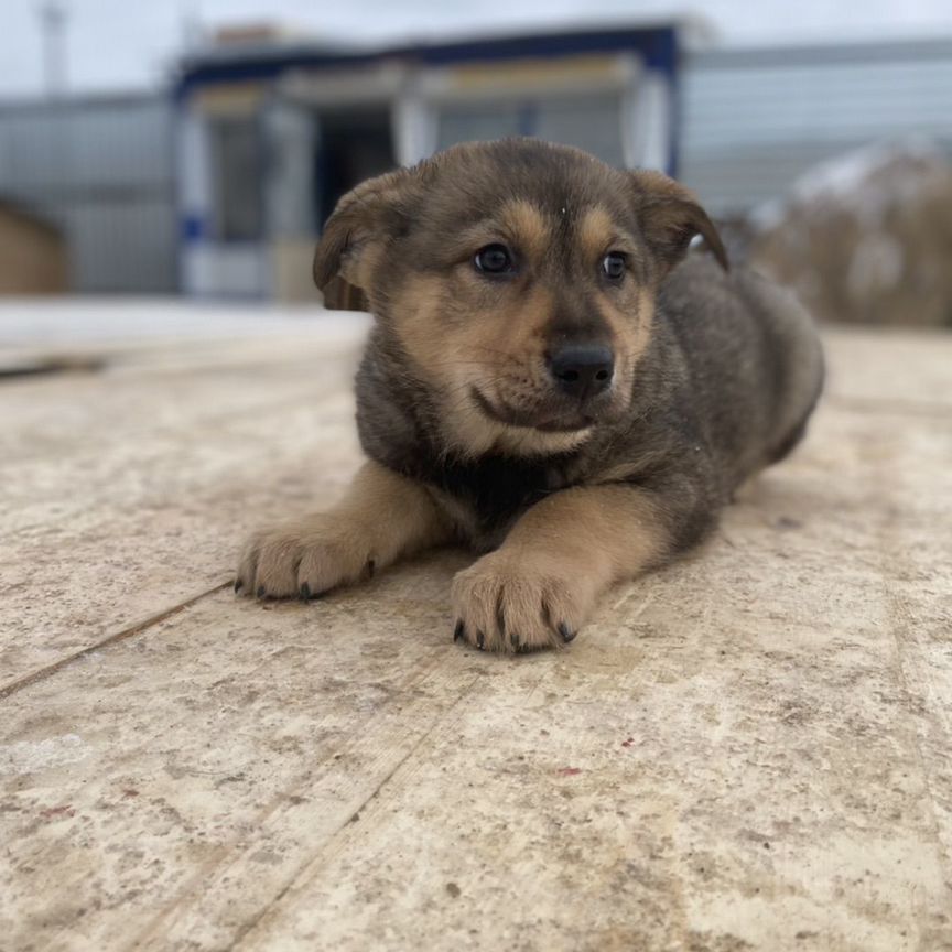 Щенулька а дом любящим хозяевам