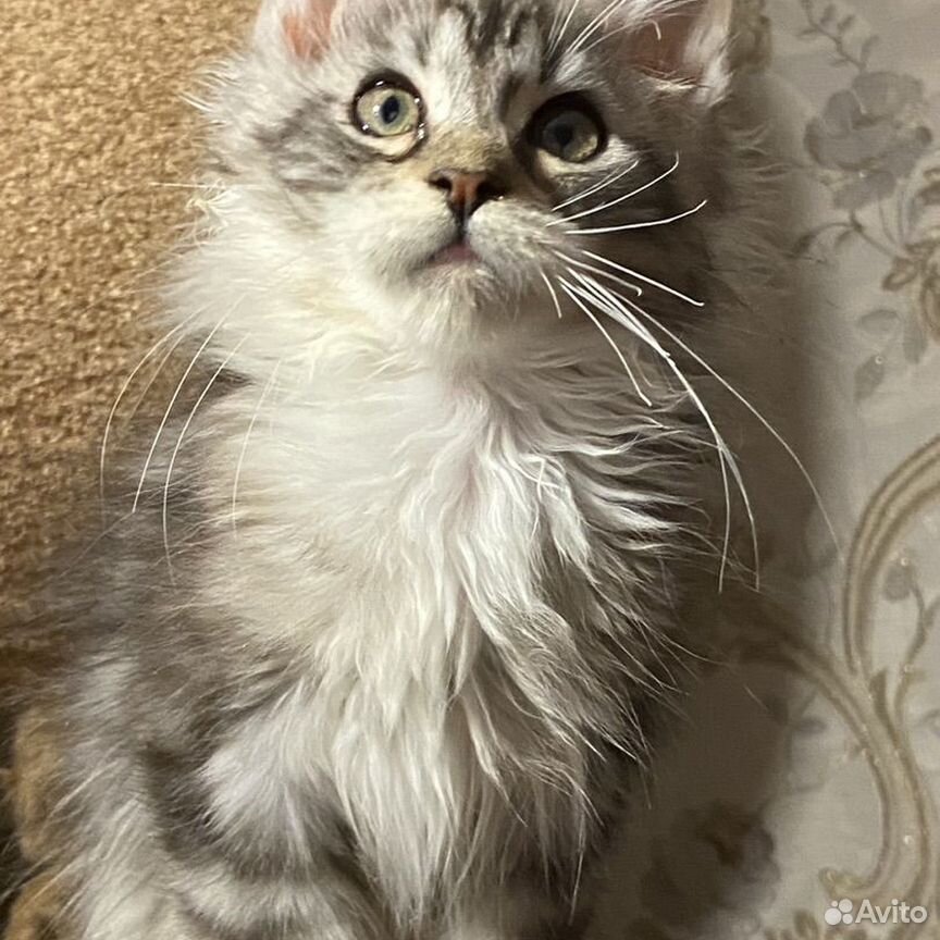 Котейка мейн-кун