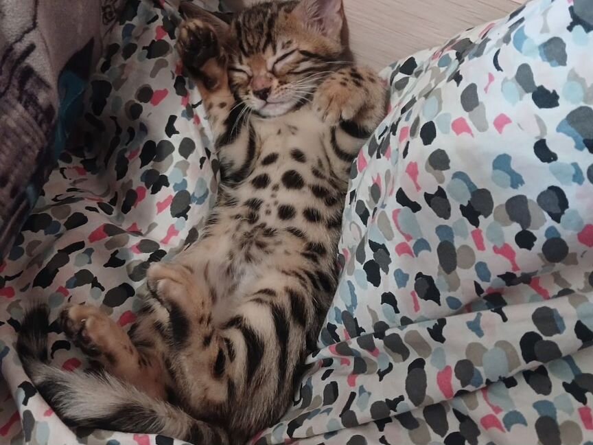 Бенгальские котята