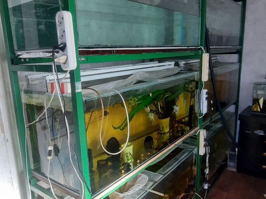 Аквариумы со стеллажом (разводня)