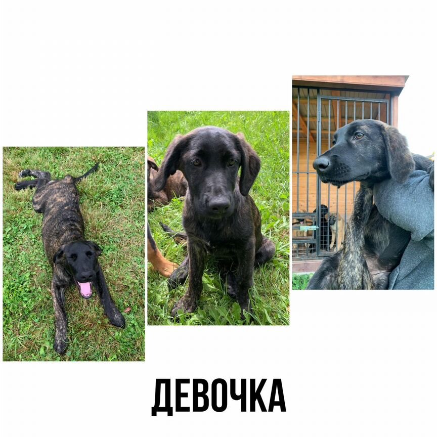 Щенок в добрые руки бесплатно