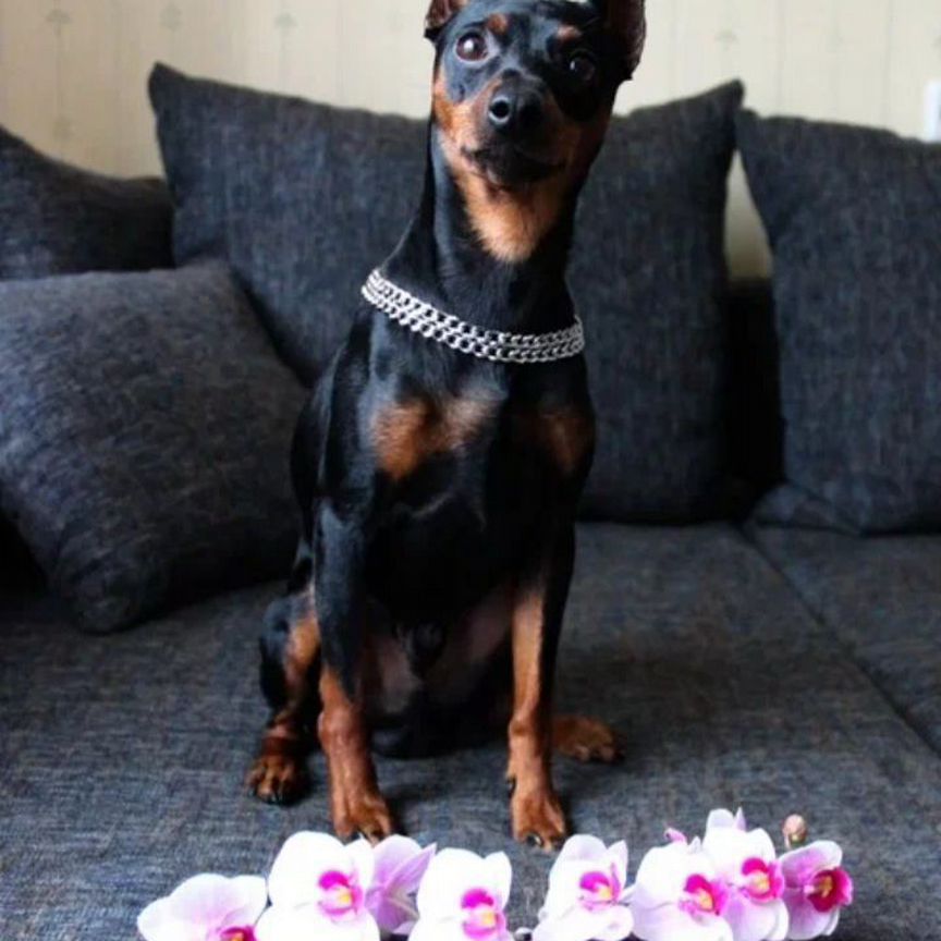 Вязка цвергпинчер