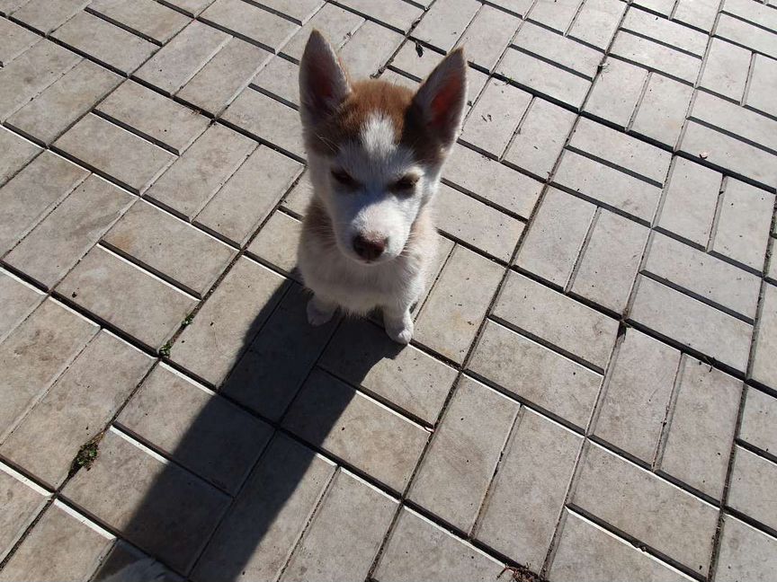 Щенки сибирской хаски