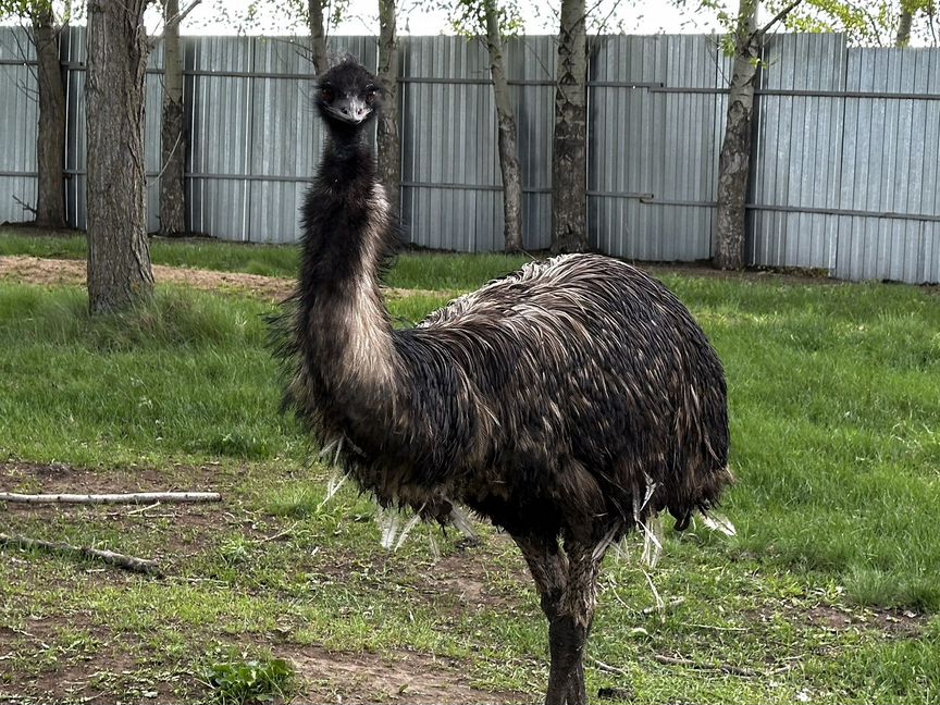 Страусы