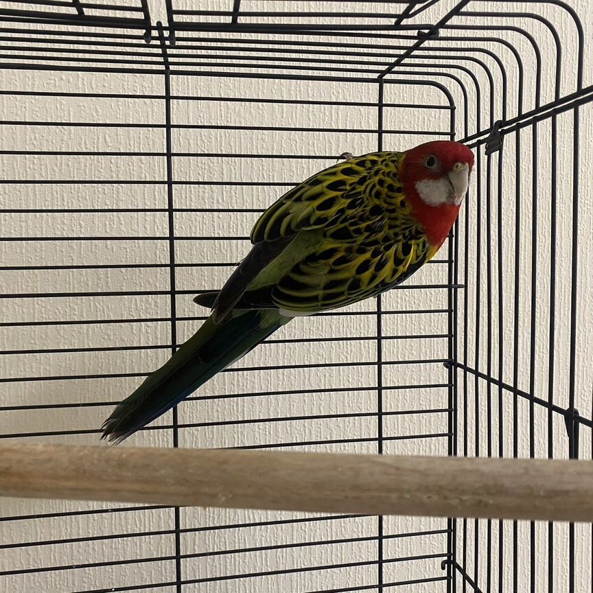 Попугай розелла ручной