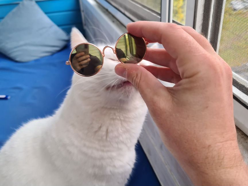 Смешные очки для кота