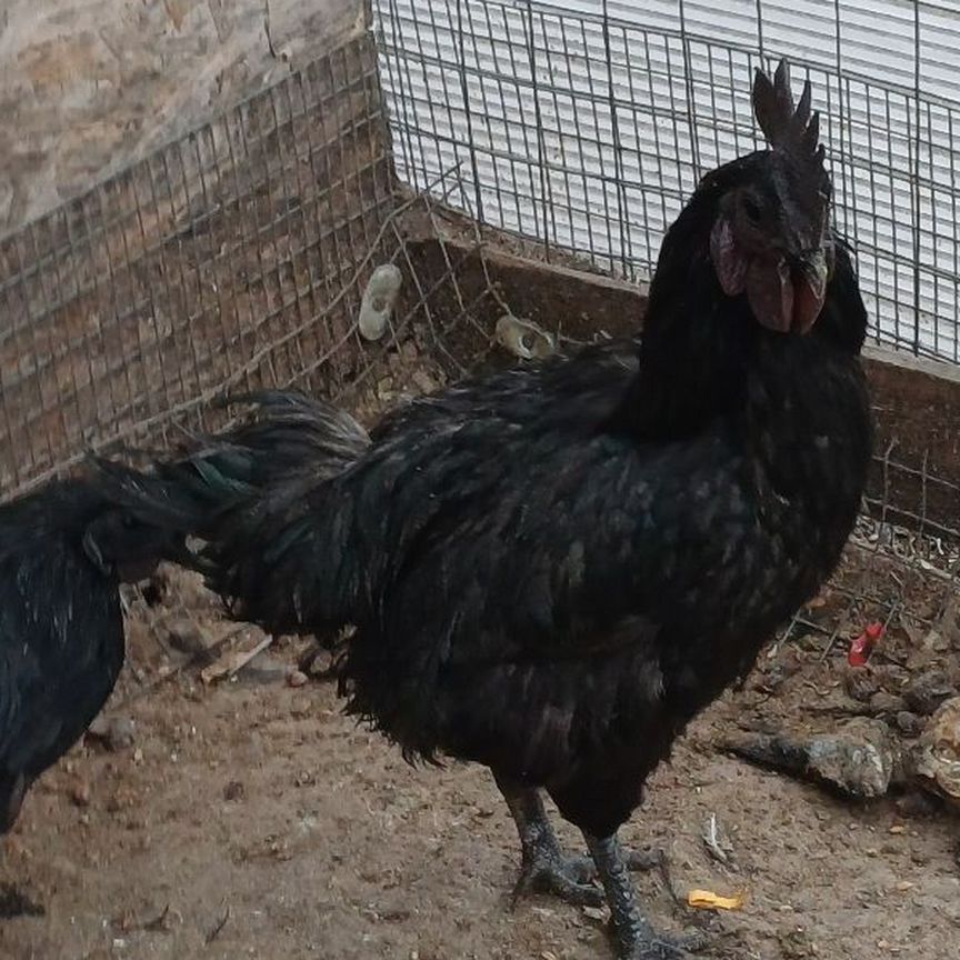 Молодые петухи