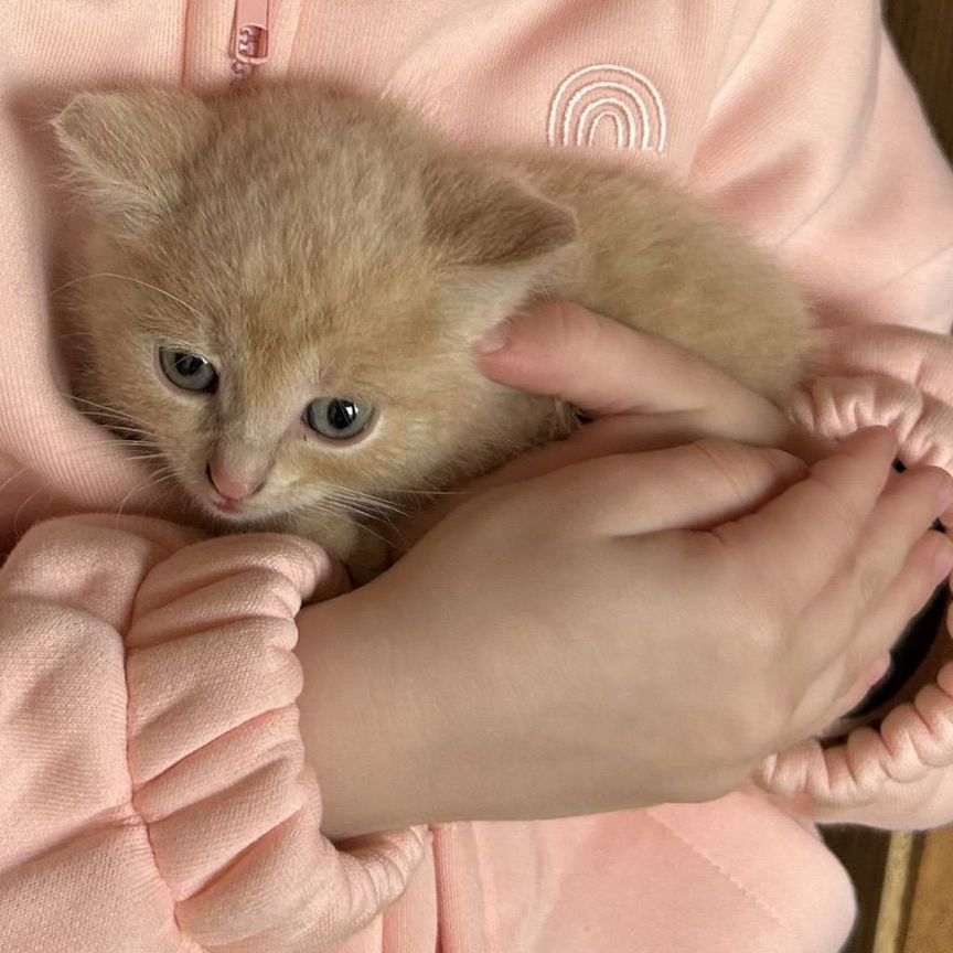 Котенок в добрые руки
