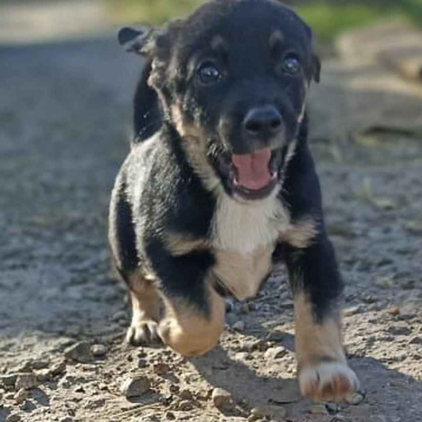 Щенок в добрые руки