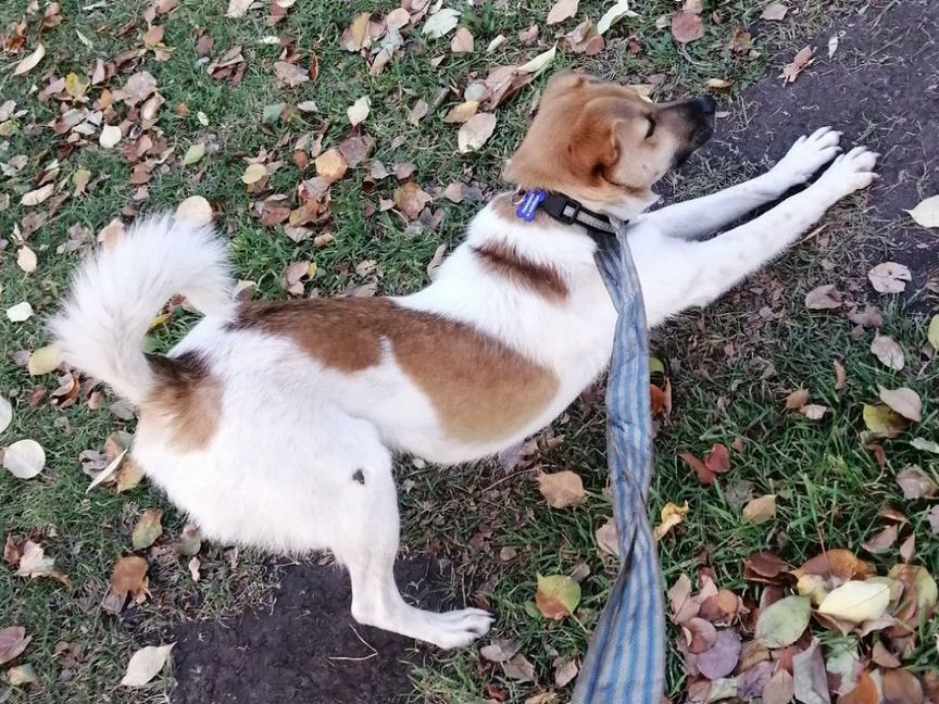 Собака Майло