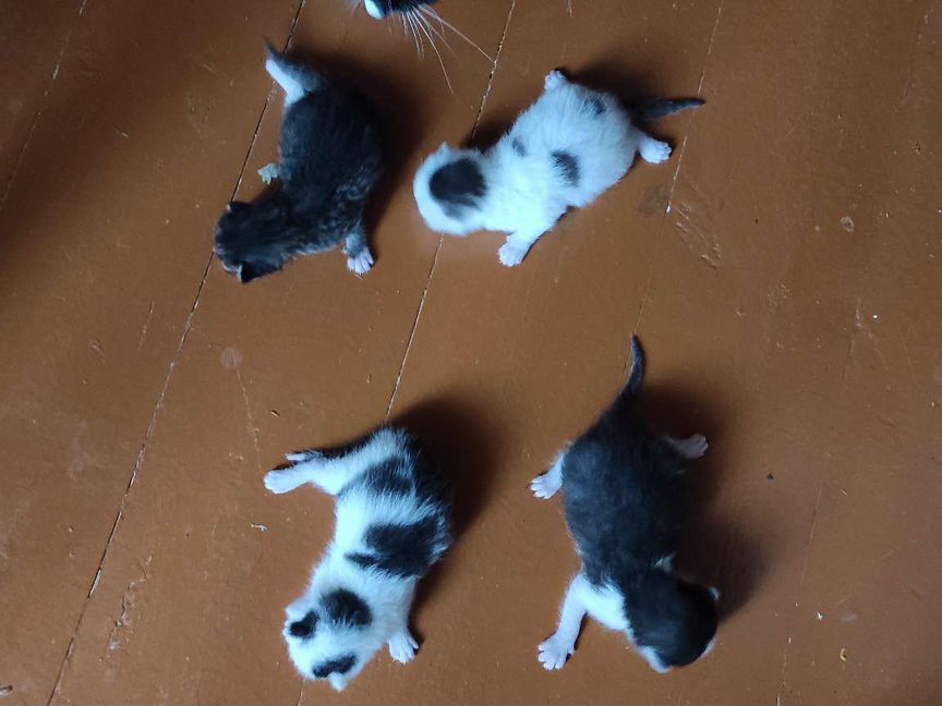 Котята в дар (слева девочки, справа мальчики)