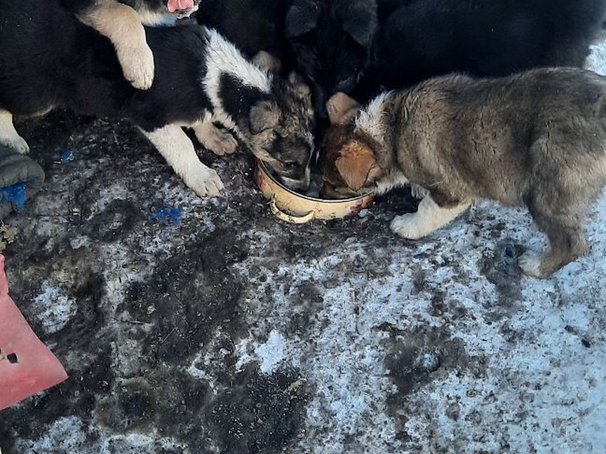 Собака в добрые руки отдам бесплатно